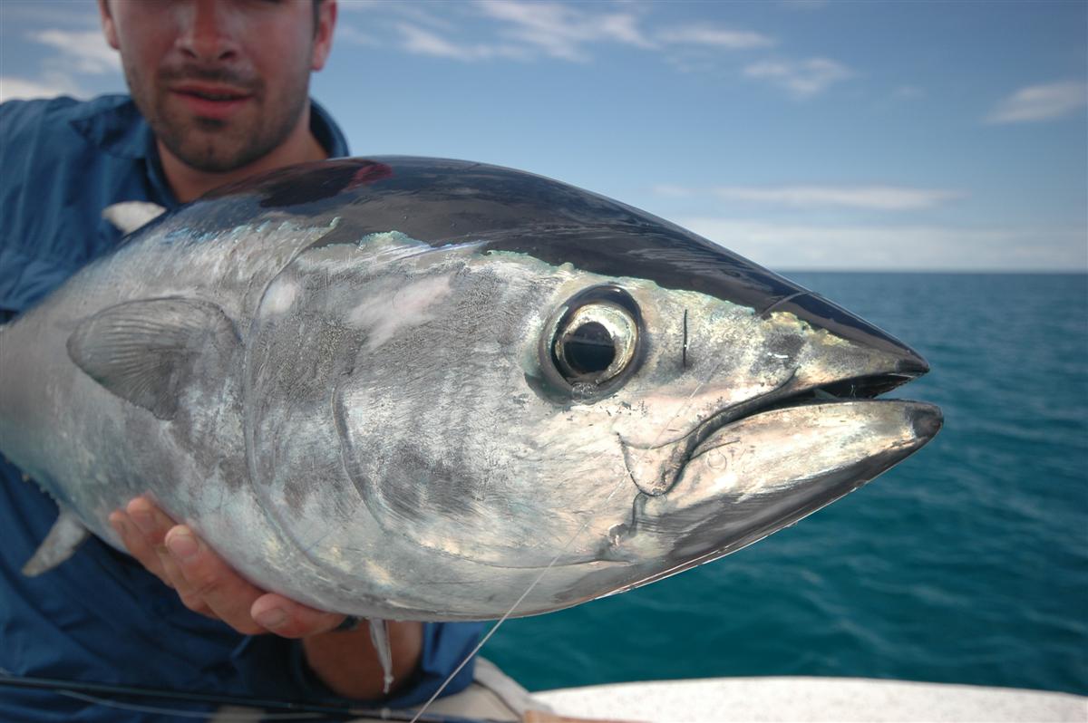 Australian Saltwater Fly Fishing Online